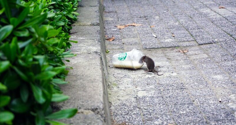 Guaranteed Rodent Removal, Trapping And Exterminator Control Services ... Guaranteed Rodent Removal, Trapping And Exterminator Control Services ...